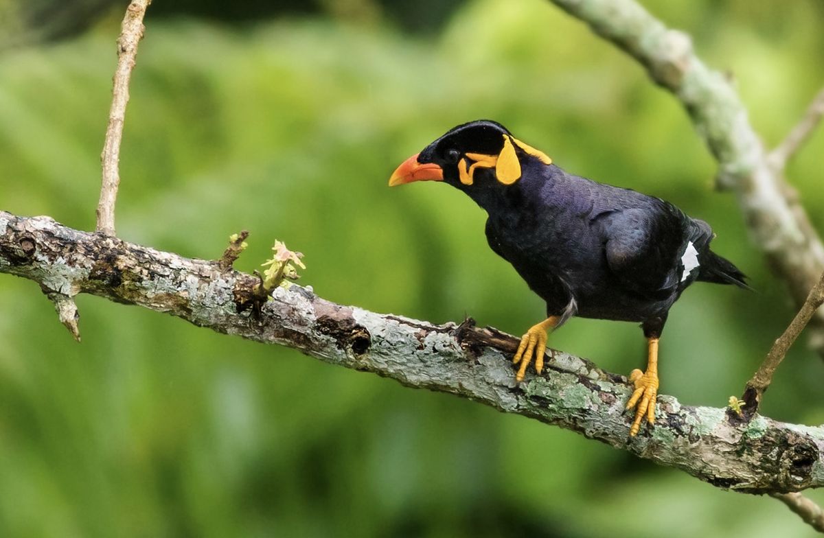 Mawphlang Sacred Forest | Nature & Khasi Heritage